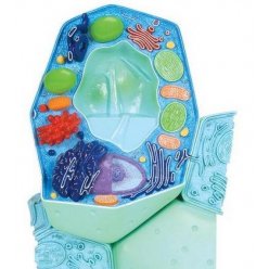 Anatomické modely, výuková anatómia | Anatomické-pomocky.sk