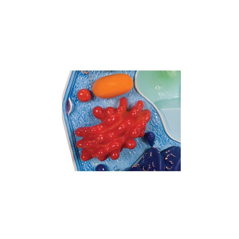 Model rastlinnej bunky | Anatomické-pomocky.sk