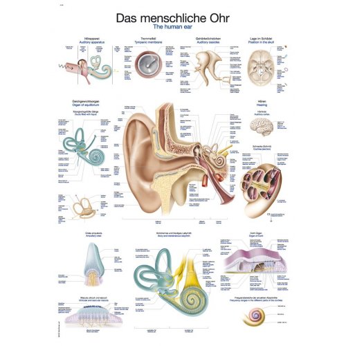 Schéma - ľudské ucho