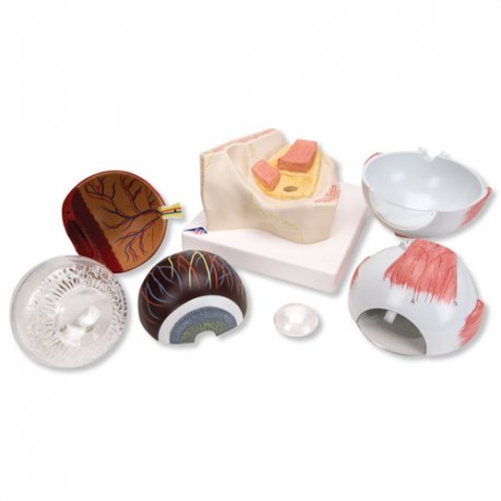 Model ľudského oka - päťkrát zväčšené - 7 častí - modely ľudského oka