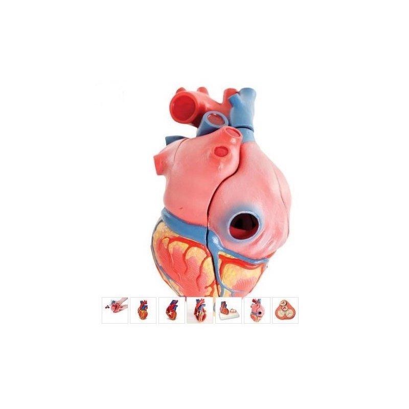 Magnetický model srdca na podstavci - 5 častí - model ľudského srdca ...