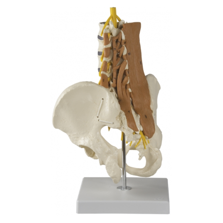 Ľudský model panvy a bedrovej chrbtice so svalmi