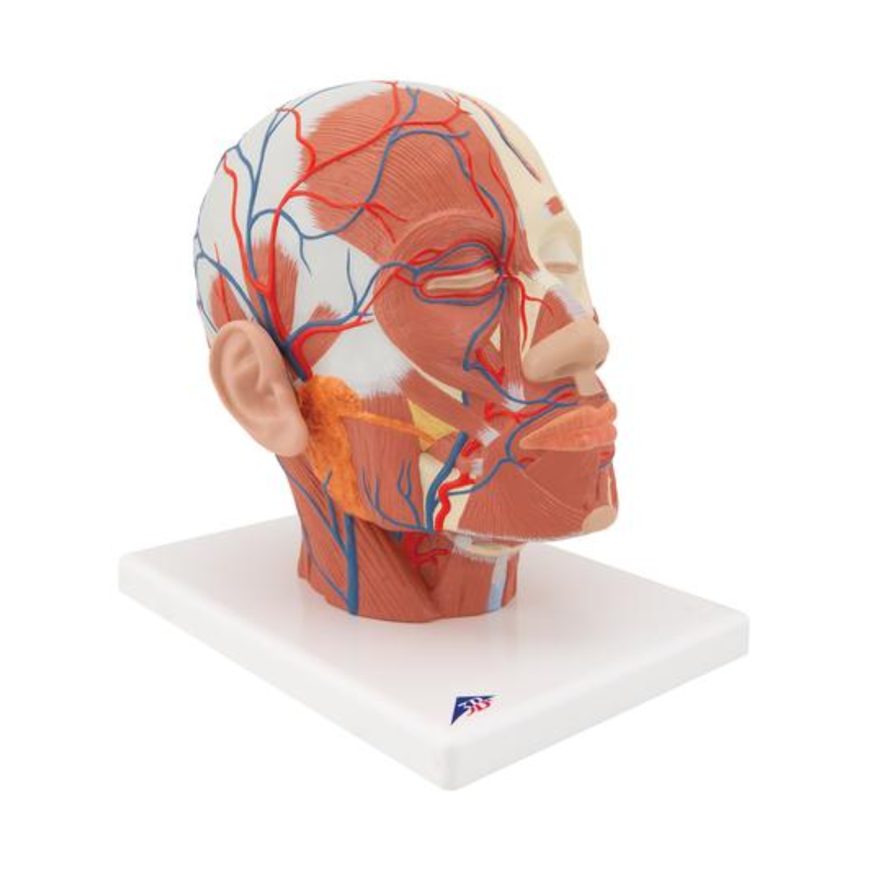 Ľudská hlava - so svalmi a cievami - anatomický výukový model