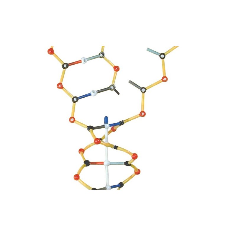 Model DNA-RNA zobrazujúci proces transkripcie dvojitej skrutkovice DNA ...