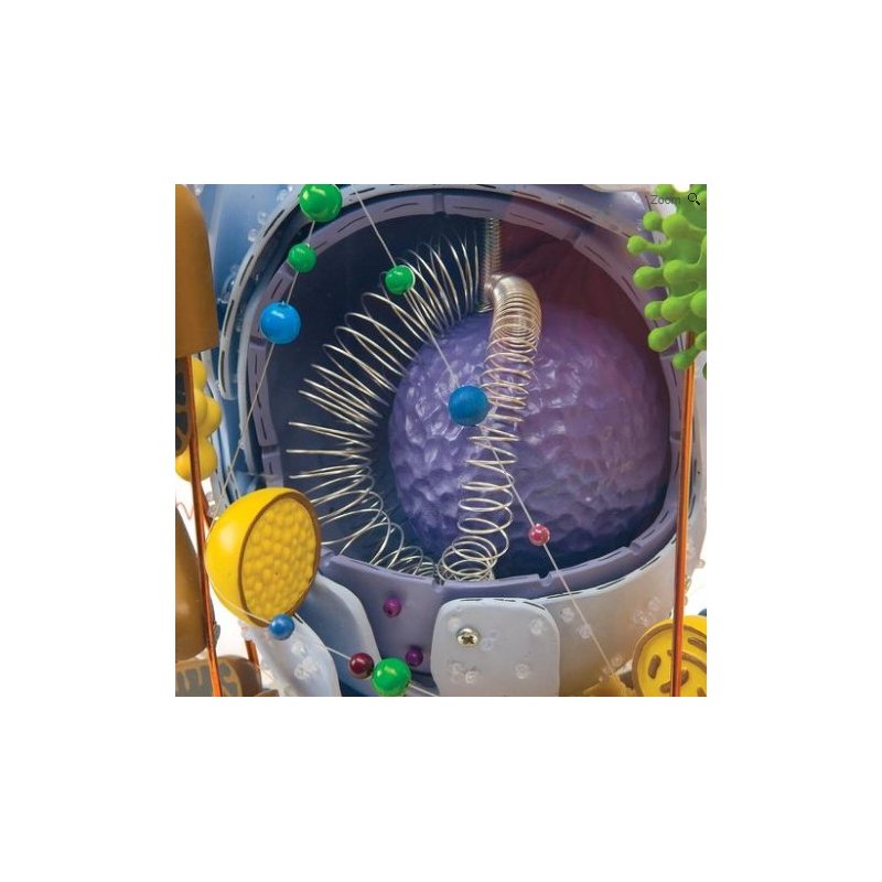 Ľudská bunka, 40 000x zväčšený model s priestorovým usporiadaním organel